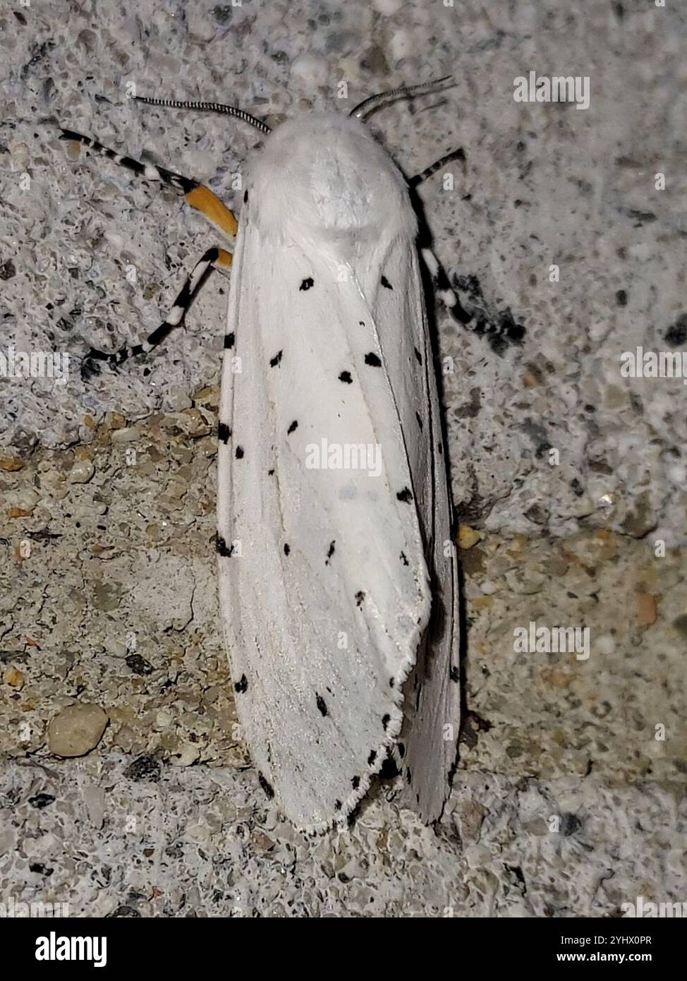 Salt Marsh Moth (Estigmene acrea Stock Photo - Alamy