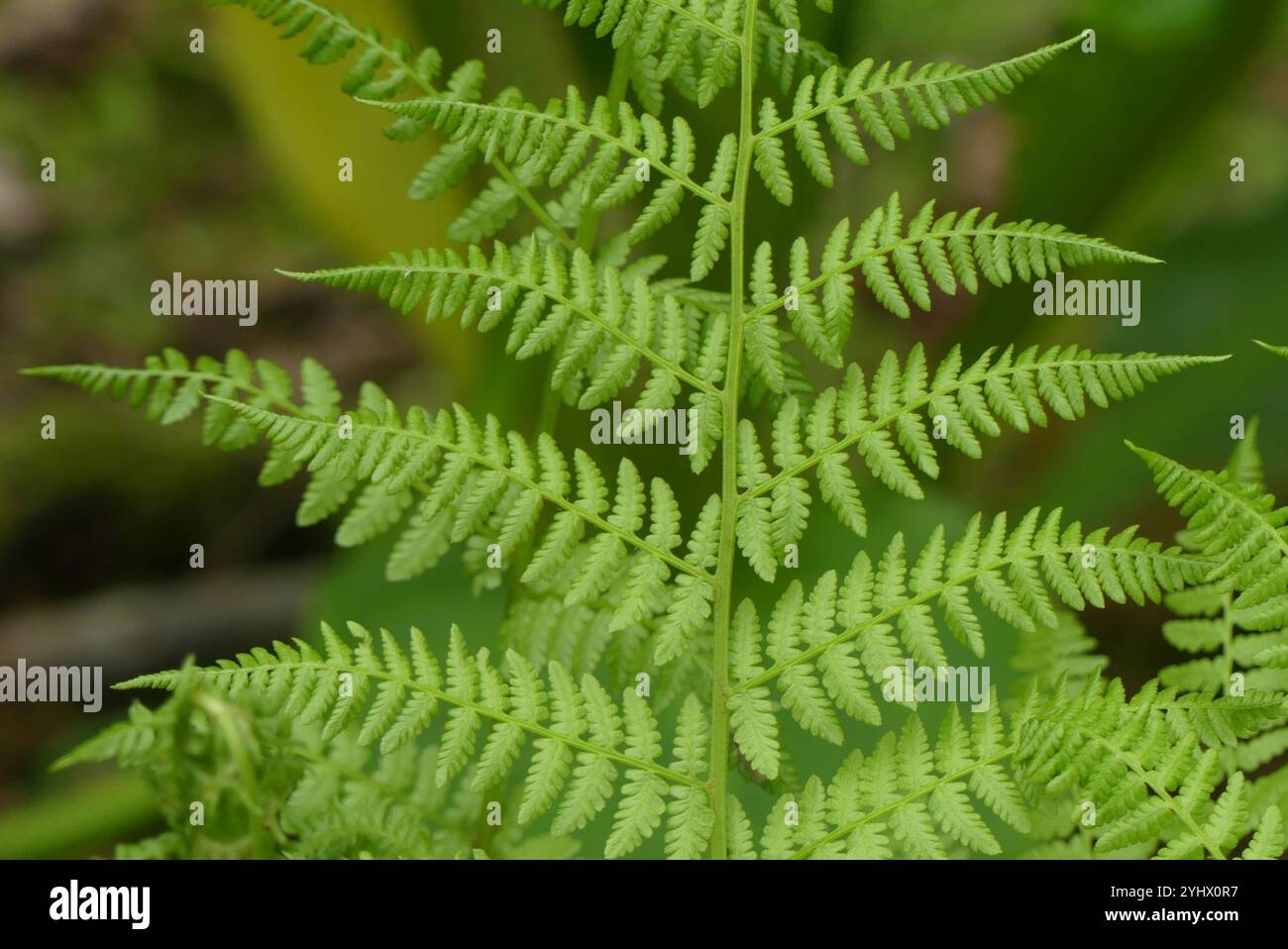lady fern (Athyrium filix-femina Stock Photo - Alamy