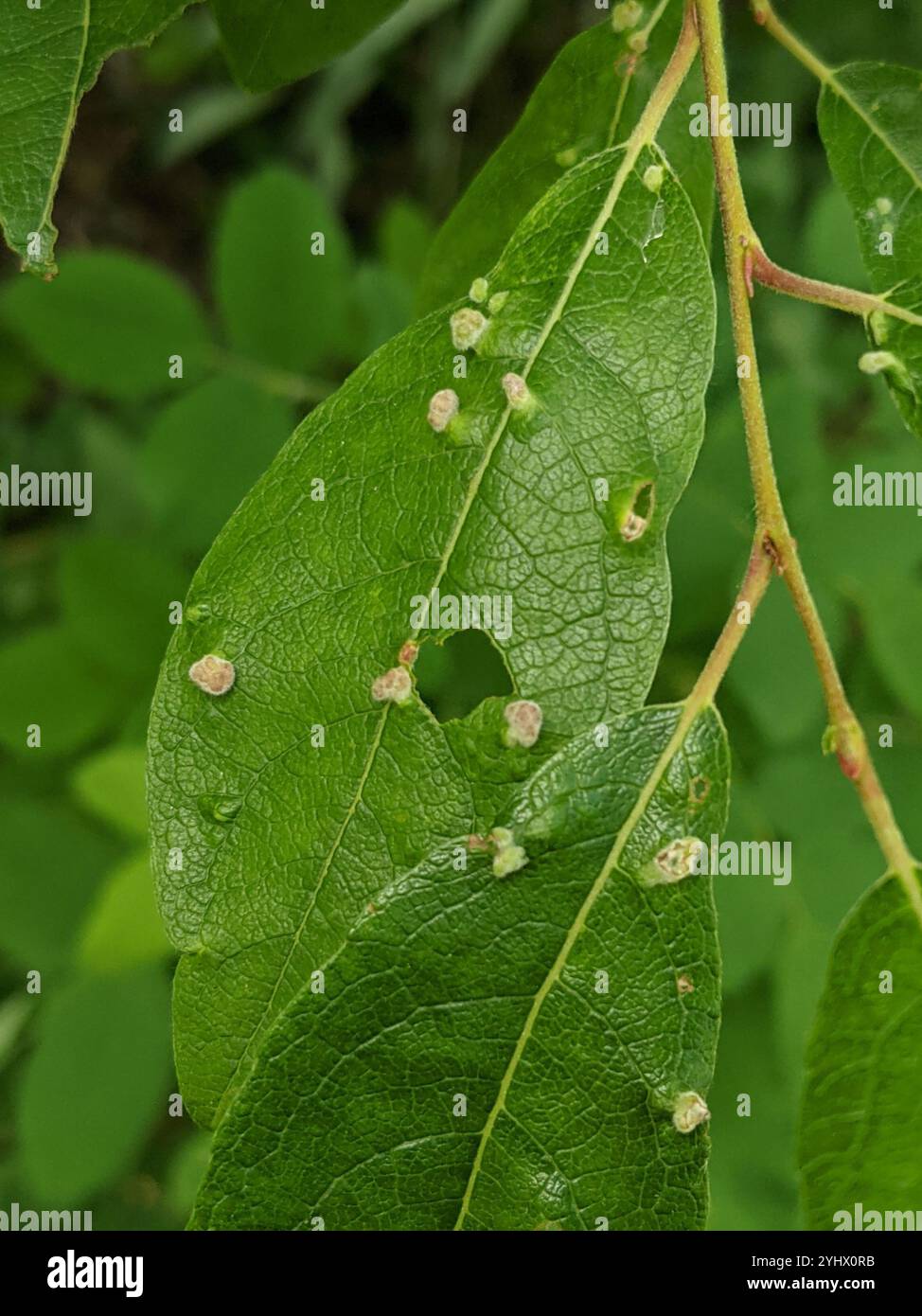Willow Bead Gall Mite (Aculus tetanothrix Stock Photo - Alamy