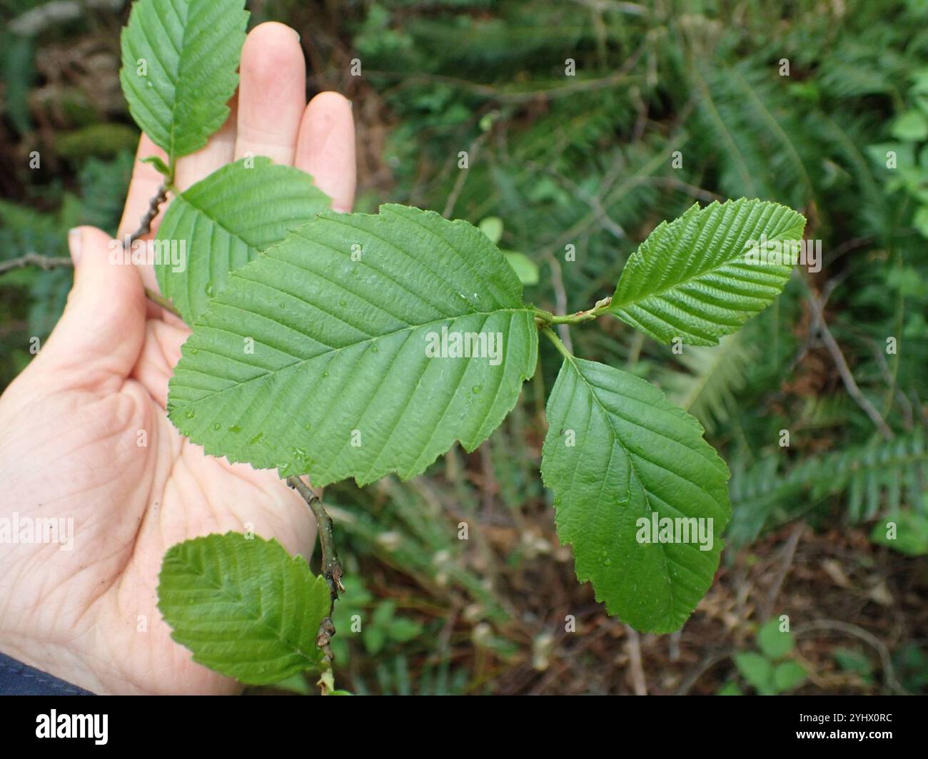 Red Alder (Alnus rubra Stock Photo - Alamy