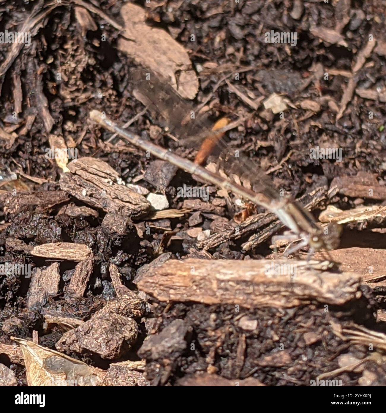 Variable Dancer (Argia fumipennis Stock Photo - Alamy