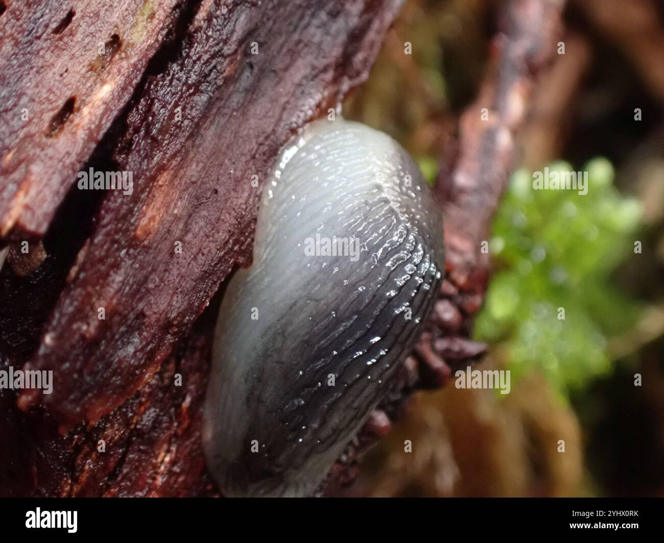 Common Land Snails and Slugs (Stylommatophora Stock Photo - Alamy