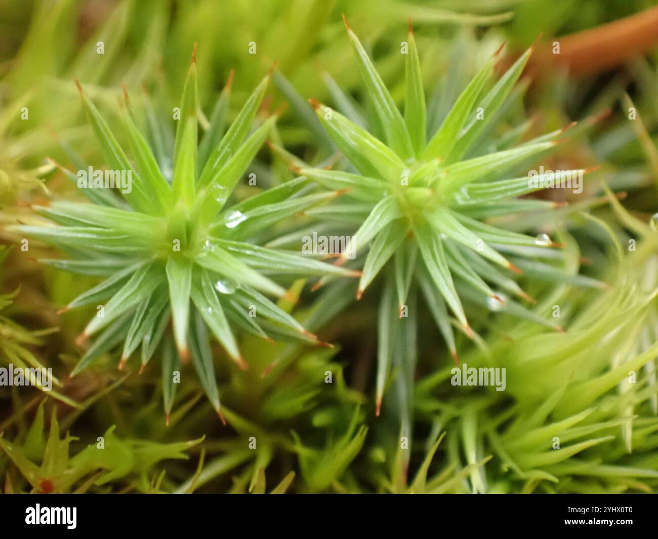 juniper haircap moss (Polytrichum juniperinum Stock Photo - Alamy