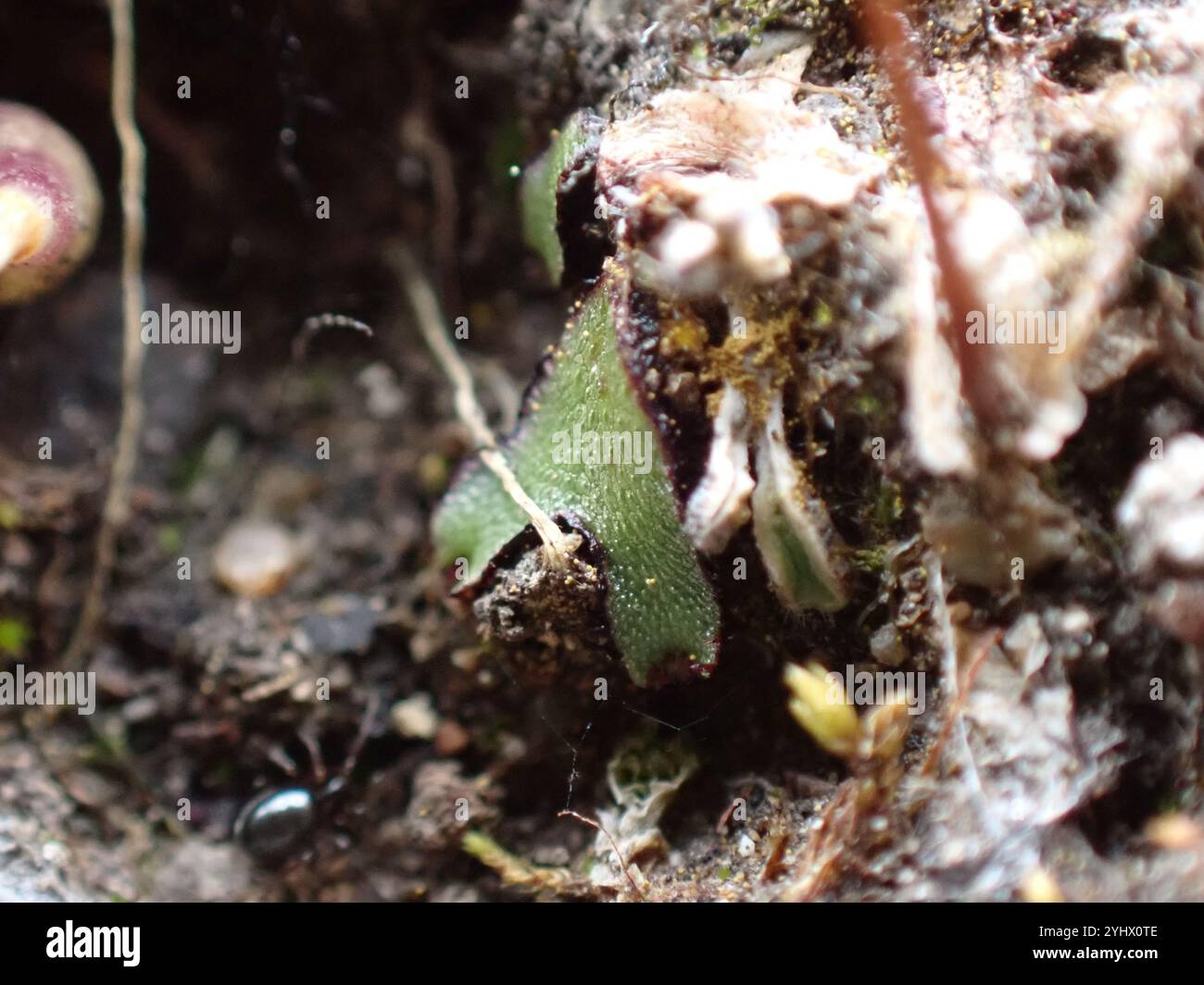 Thin Starwort (Mannia gracilis Stock Photo - Alamy