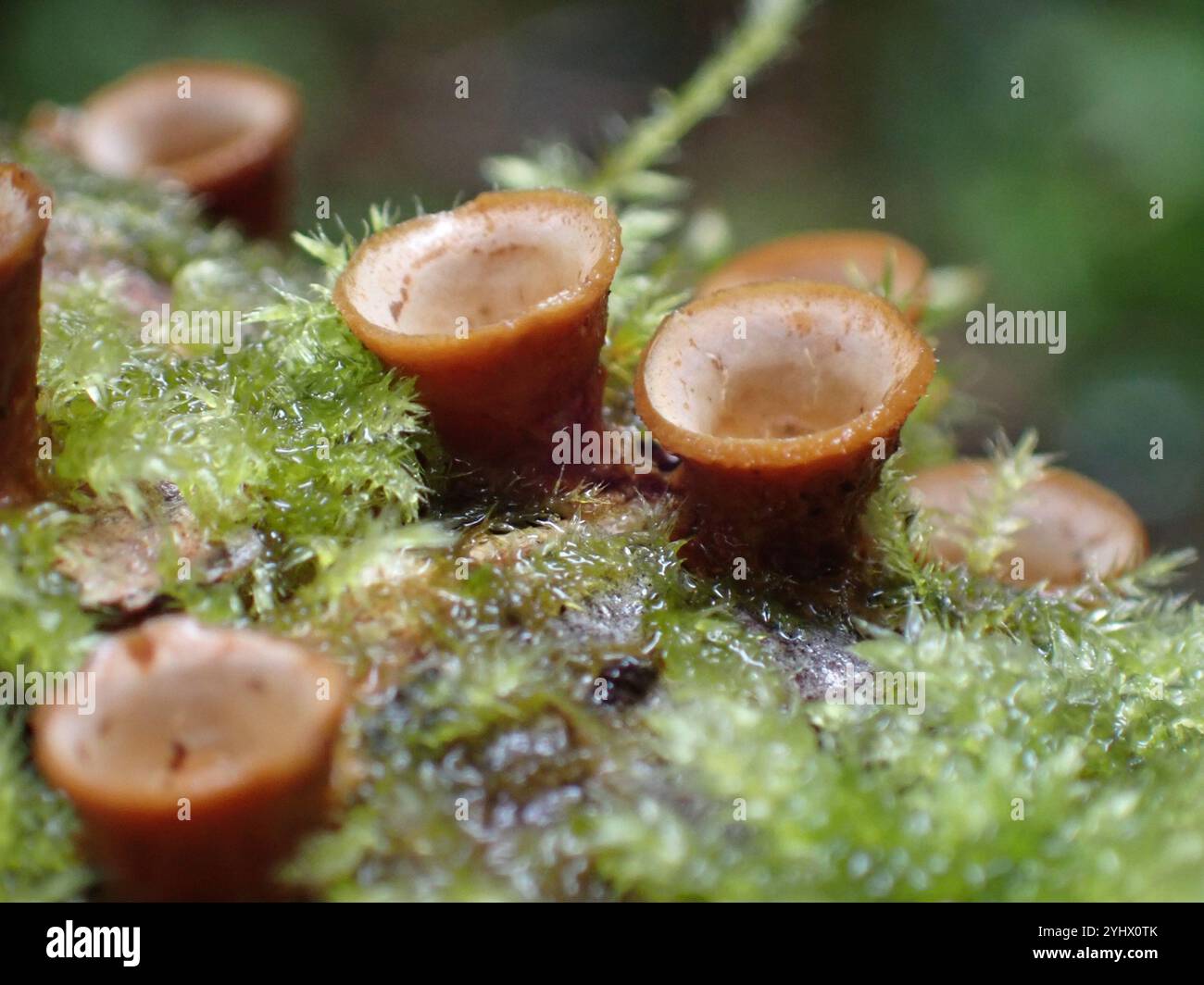 bird's nest fungi (Nidulariaceae Stock Photo - Alamy