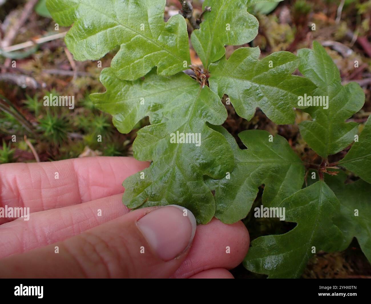 Oregon oak (Quercus garryana Stock Photo - Alamy