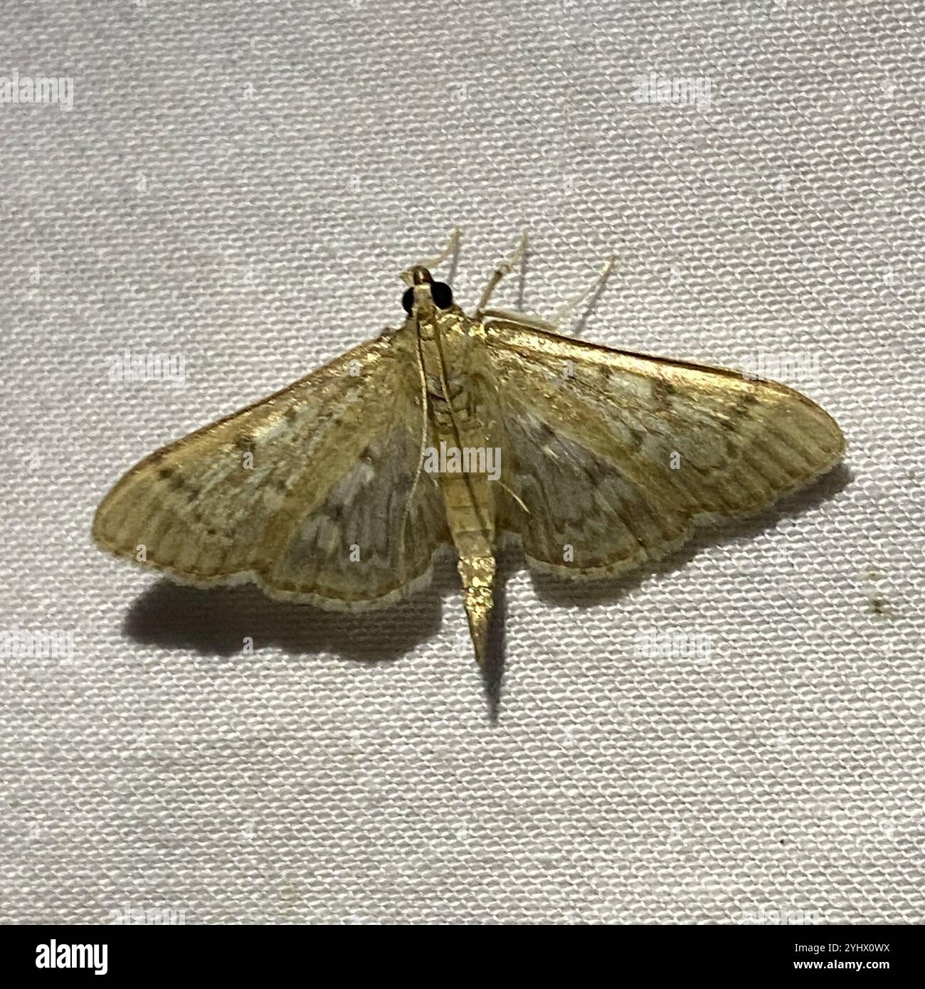 Herpetogramma hi-res stock photography and images - Alamy