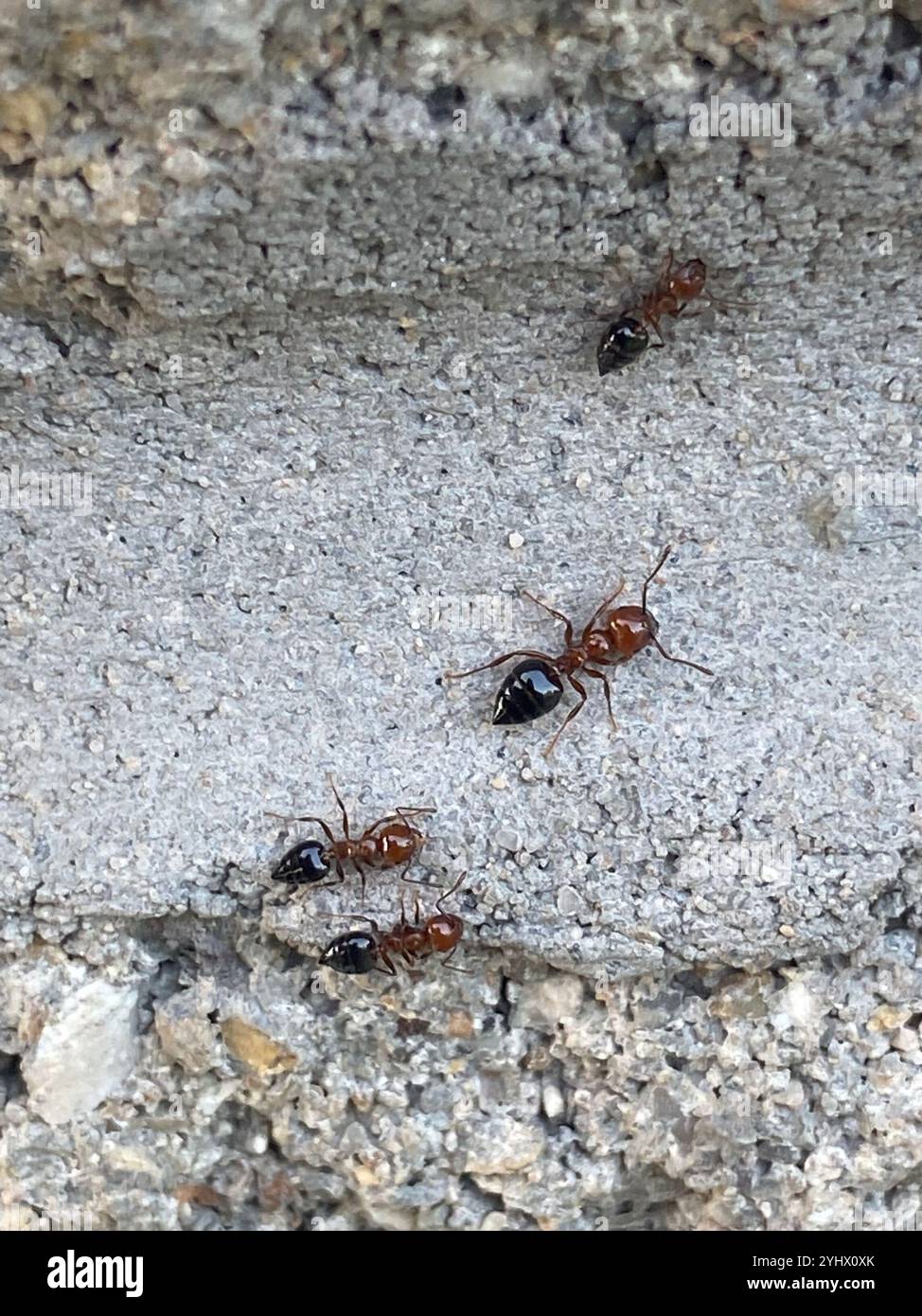 Shiny Acrobat Ant (Crematogaster laeviuscula Stock Photo - Alamy