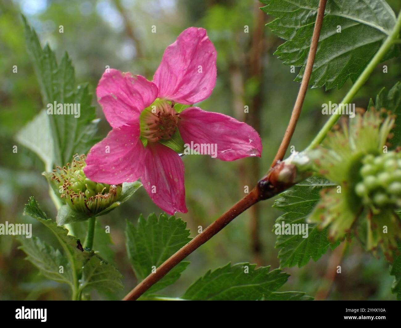 Salmonberry (Rubus spectabilis Stock Photo - Alamy