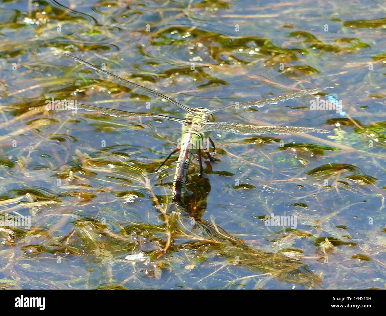 Blue Emperor (Anax imperator Stock Photo - Alamy