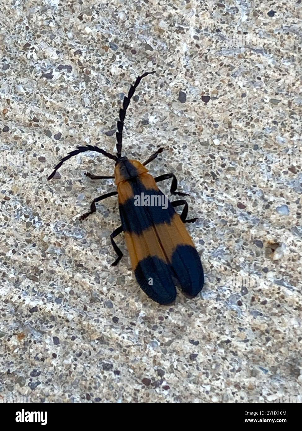 Reticulated net winged beetle hi-res stock photography and images - Alamy