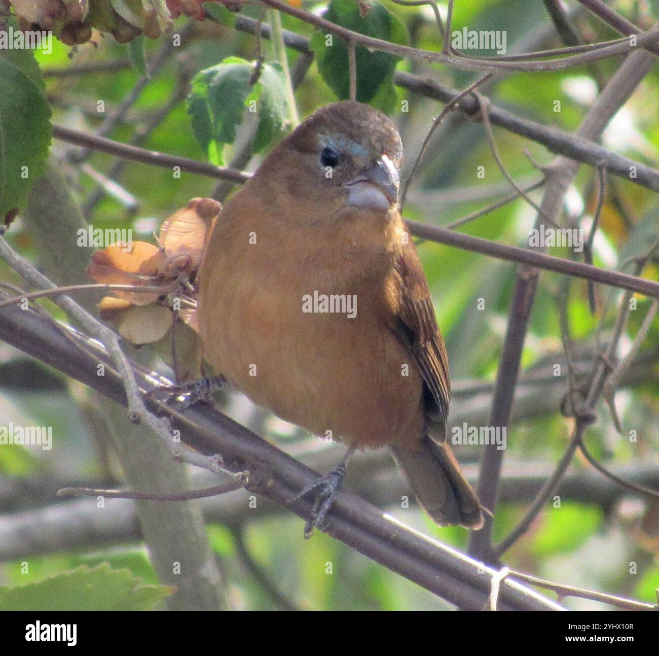 Glaucous-blue Grosbeak (Cyanoloxia glaucocaerulea Stock Photo - Alamy