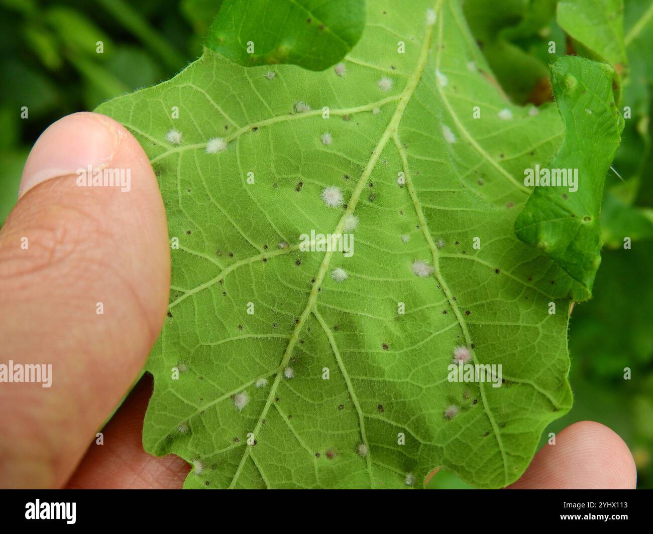 oak flake gall wasp (Neuroterus quercusverrucarum Stock Photo - Alamy
