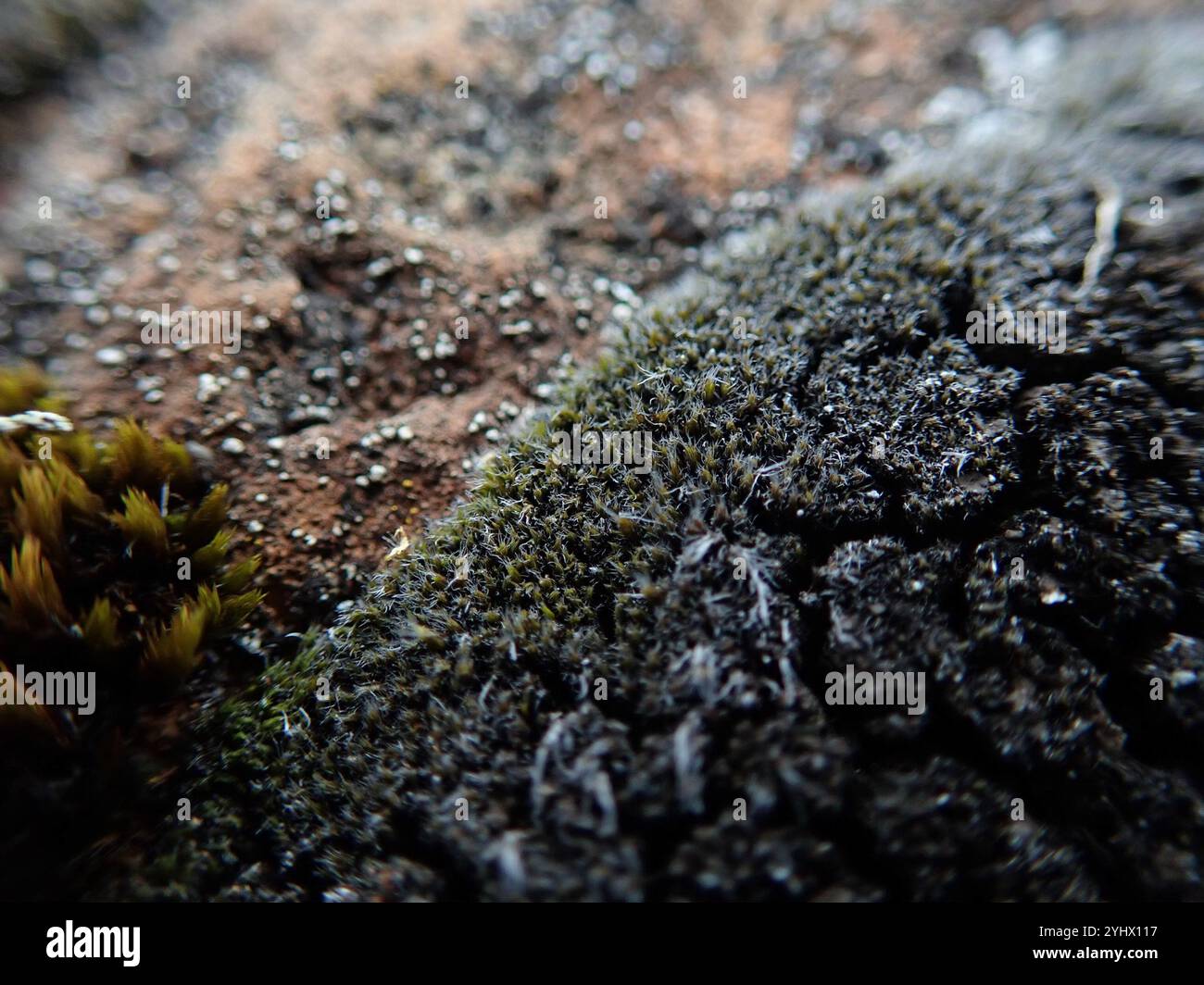 Rock Mosses (Grimmiaceae Stock Photo - Alamy