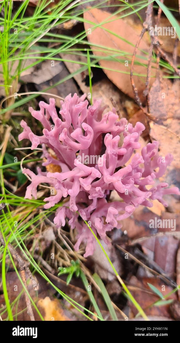 violet coral fungus (Clavaria zollingeri Stock Photo - Alamy