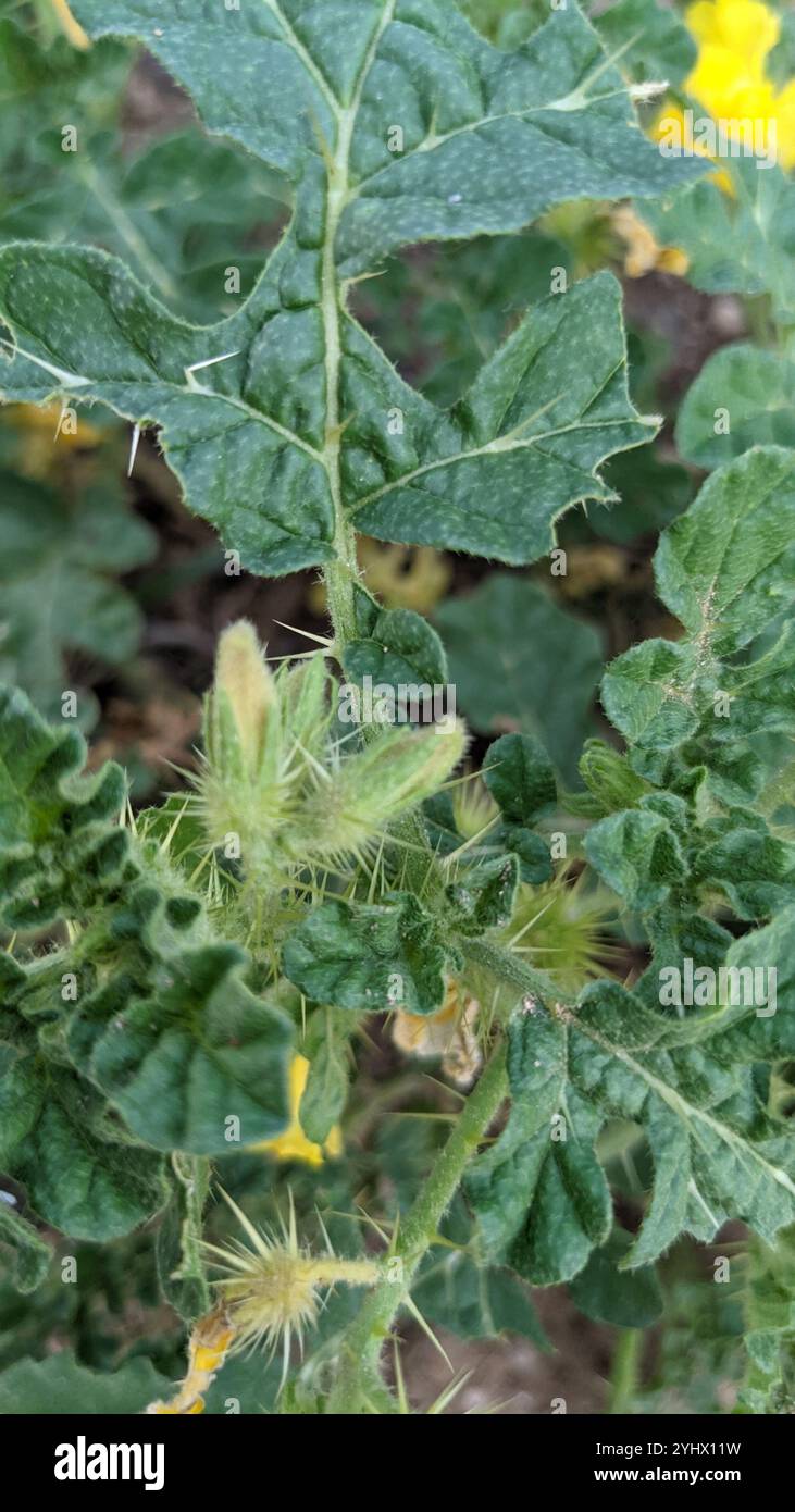 buffalo-bur (Solanum rostratum Stock Photo - Alamy