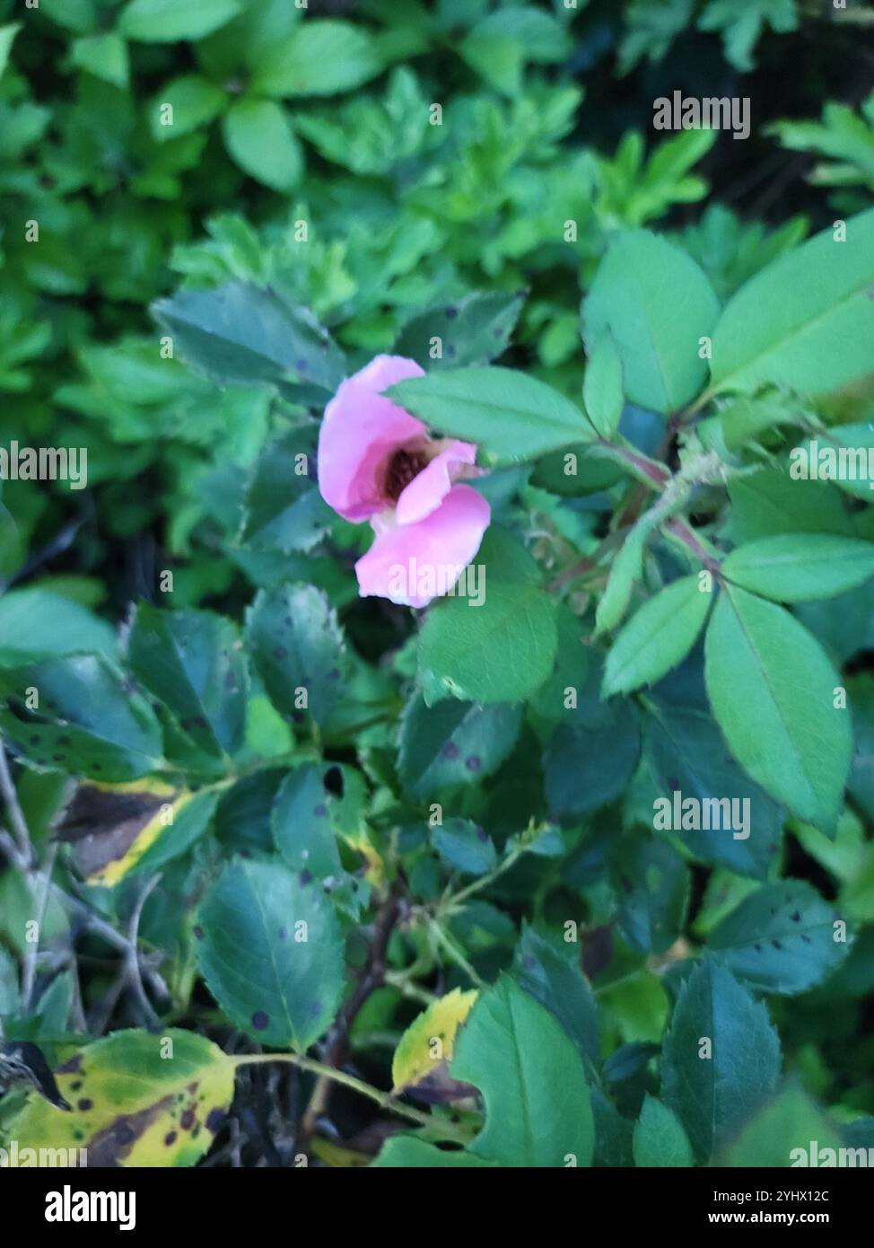 swamp rose (Rosa palustris Stock Photo - Alamy