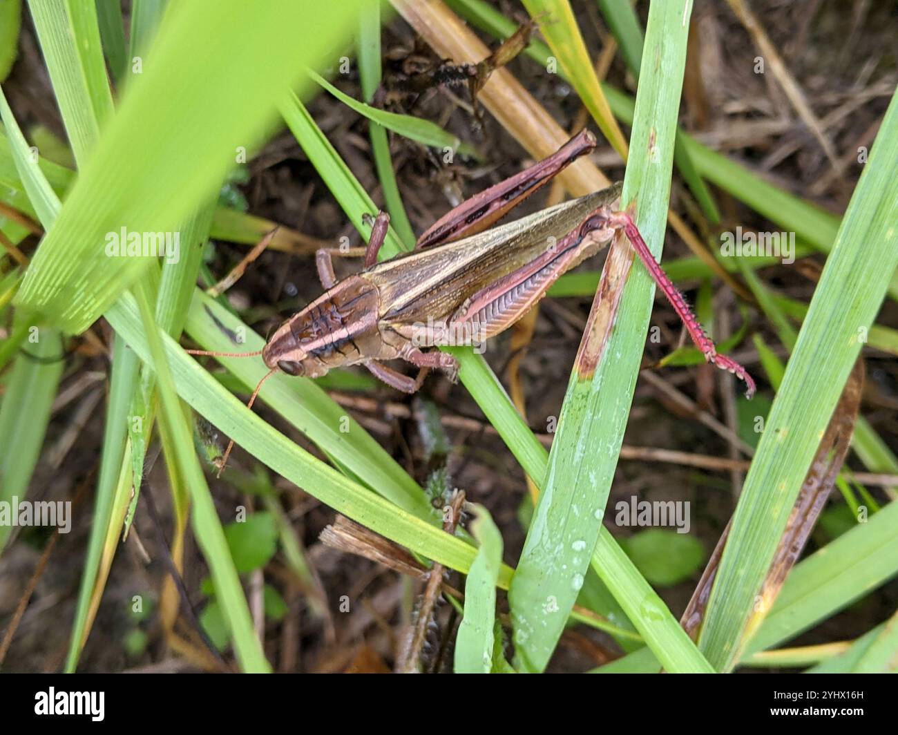 Two-striped Grasshopper (Melanoplus bivittatus Stock Photo - Alamy