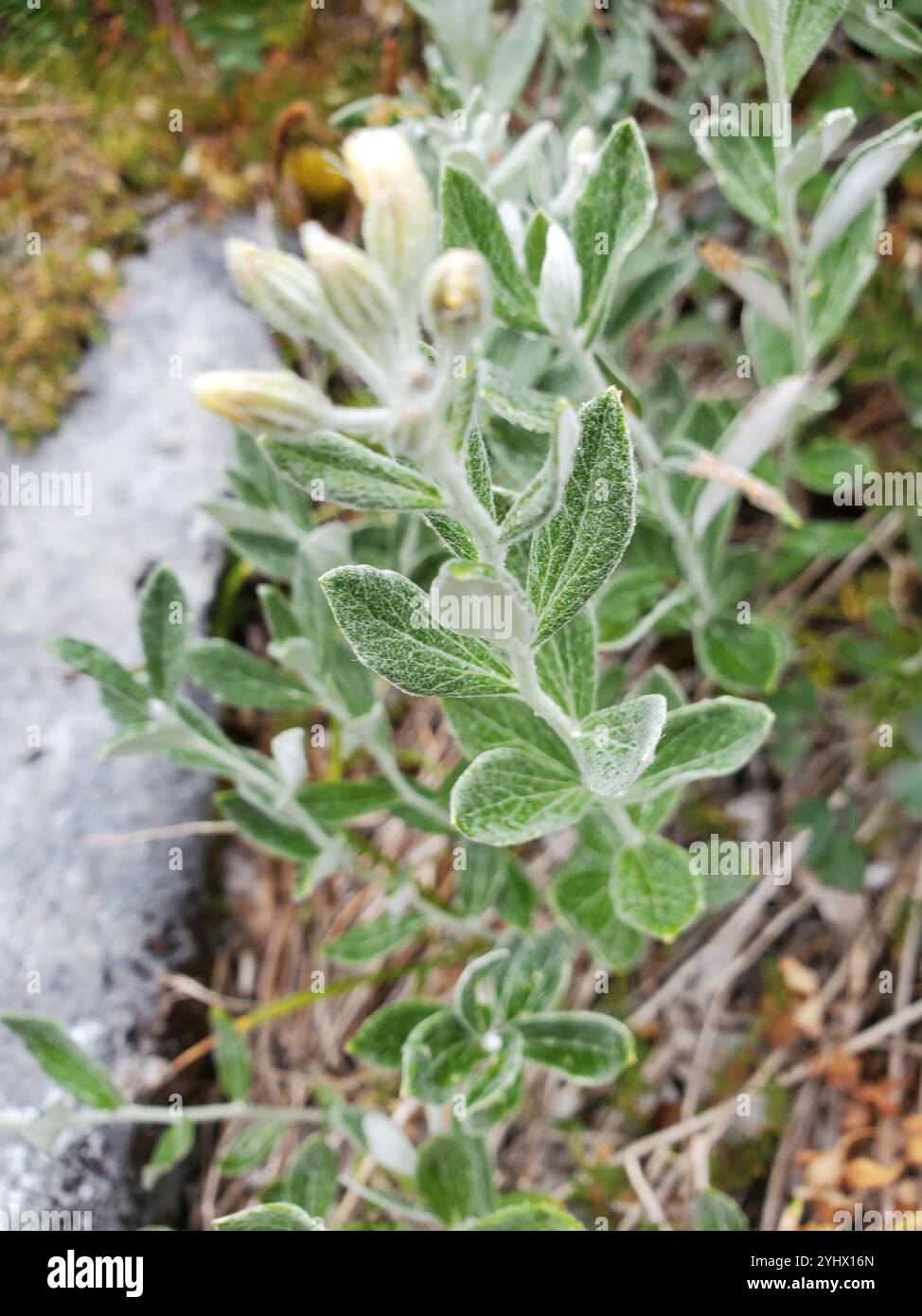 Littleleaf Silverback (Luina hypoleuca Stock Photo - Alamy