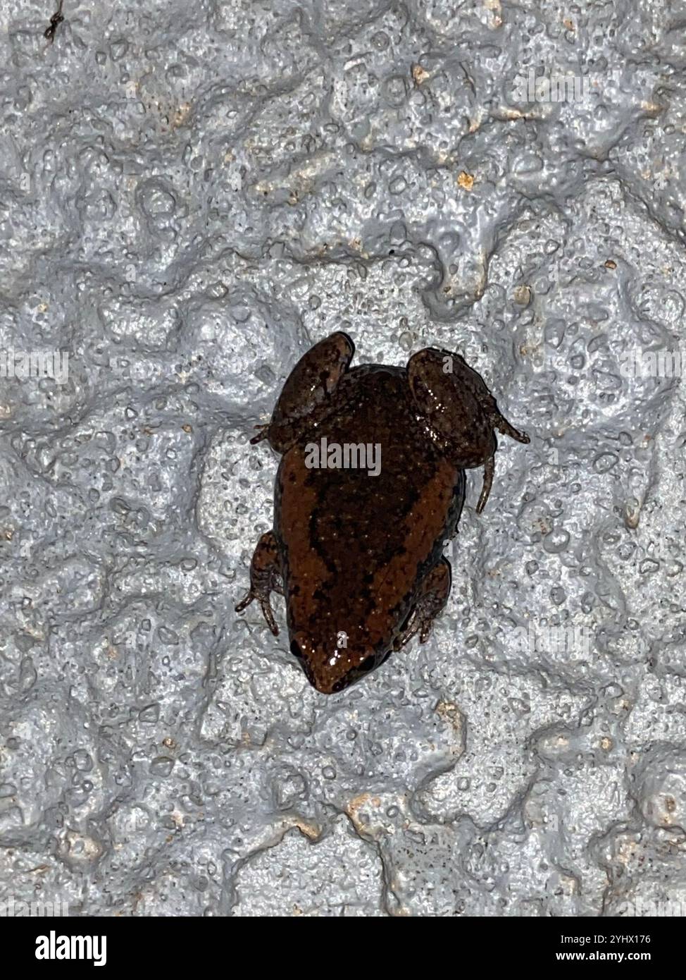 Eastern Narrow-mouthed Toad (Gastrophryne carolinensis Stock Photo - Alamy