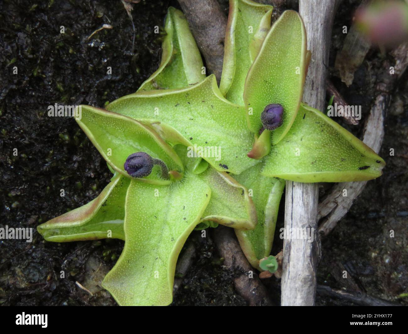 Common Butterwort (Pinguicula vulgaris Stock Photo - Alamy
