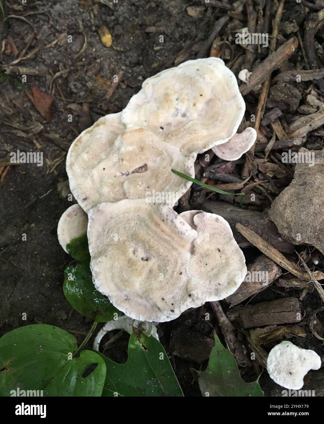 Grey Tooth (Phellodon melaleucus Stock Photo - Alamy