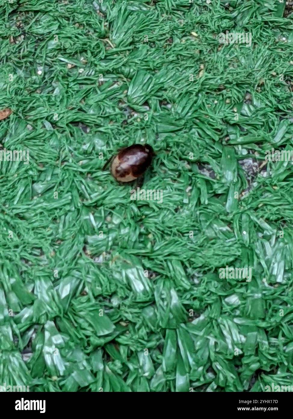 Two-lined Burrowing Bug (Pangaeus bilineatus Stock Photo - Alamy