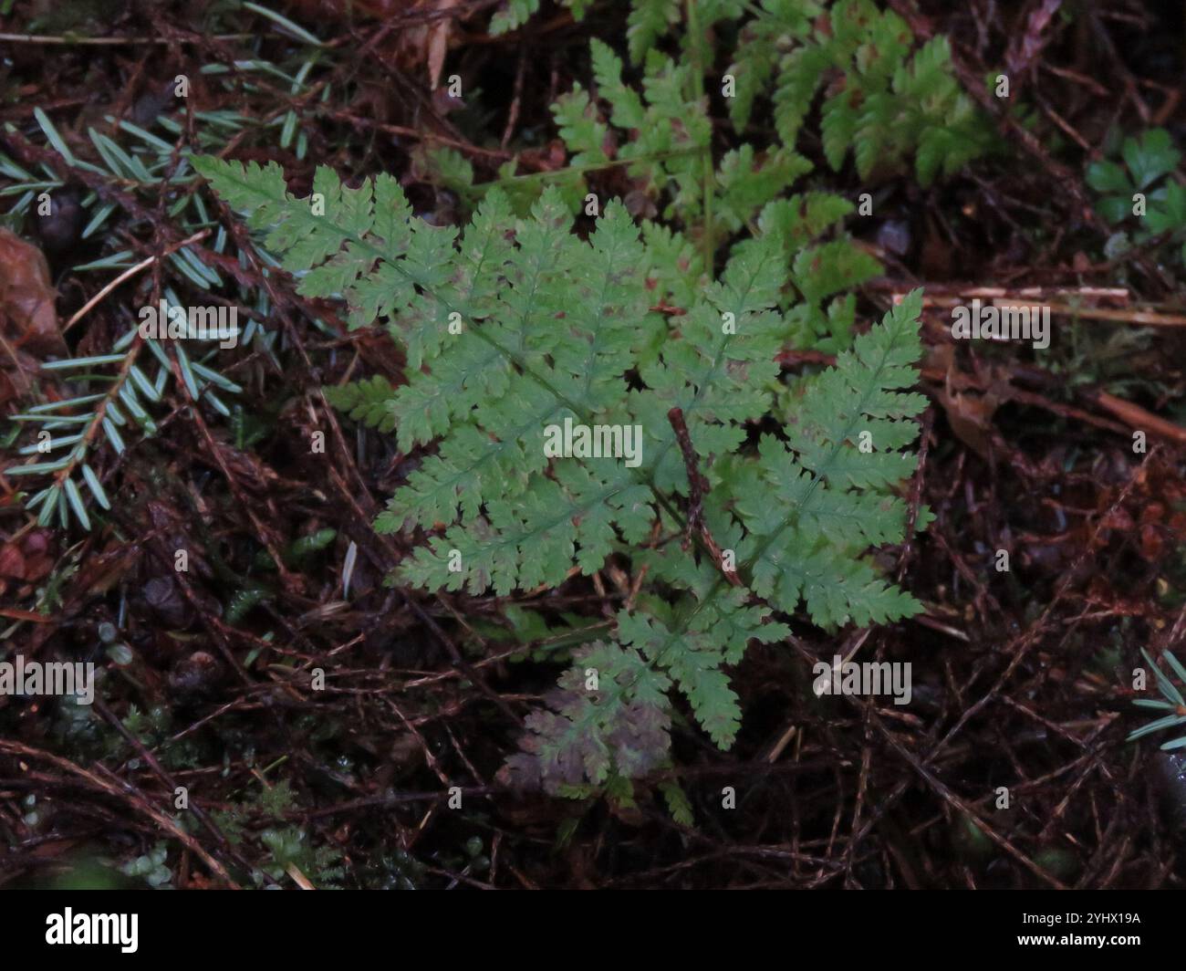 spreading wood fern (Dryopteris expansa Stock Photo - Alamy