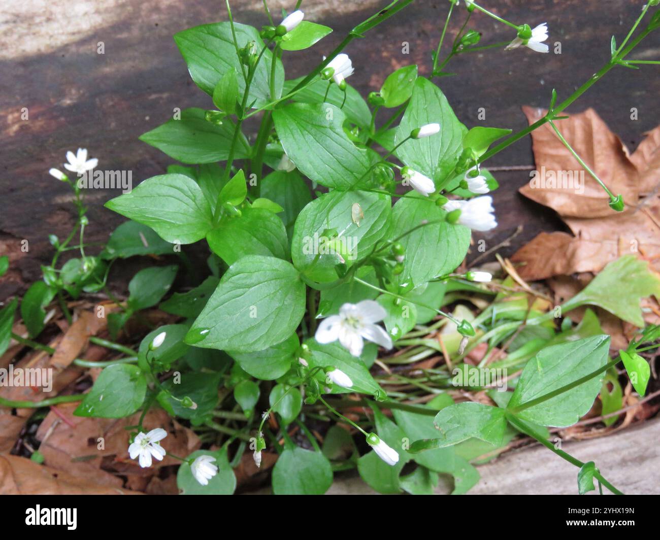Candy Flower (Claytonia sibirica Stock Photo - Alamy