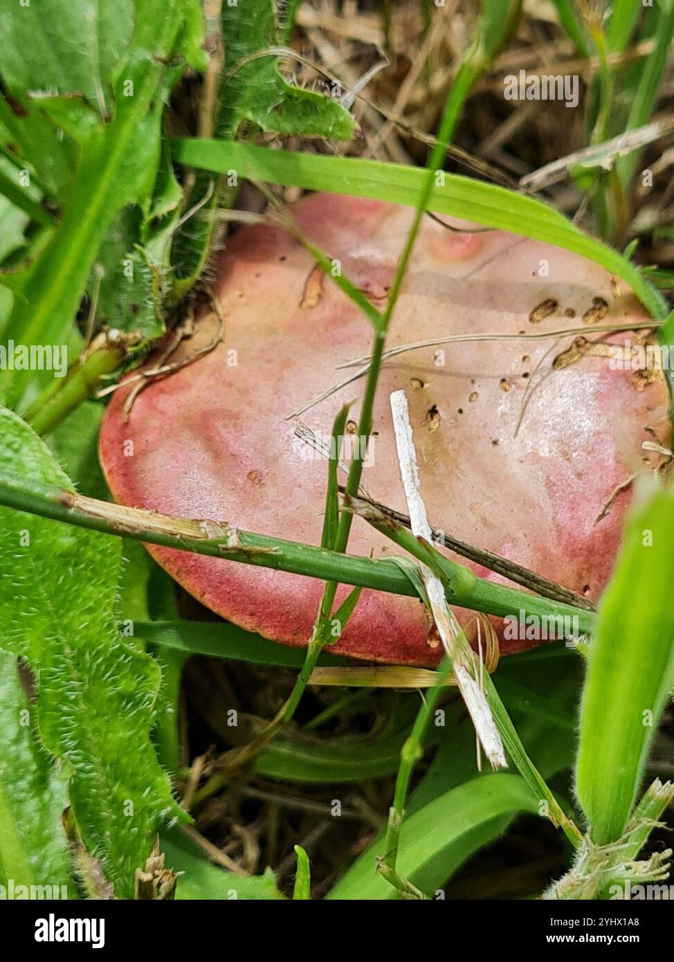 Ruby Bolete (Hortiboletus rubellus Stock Photo - Alamy