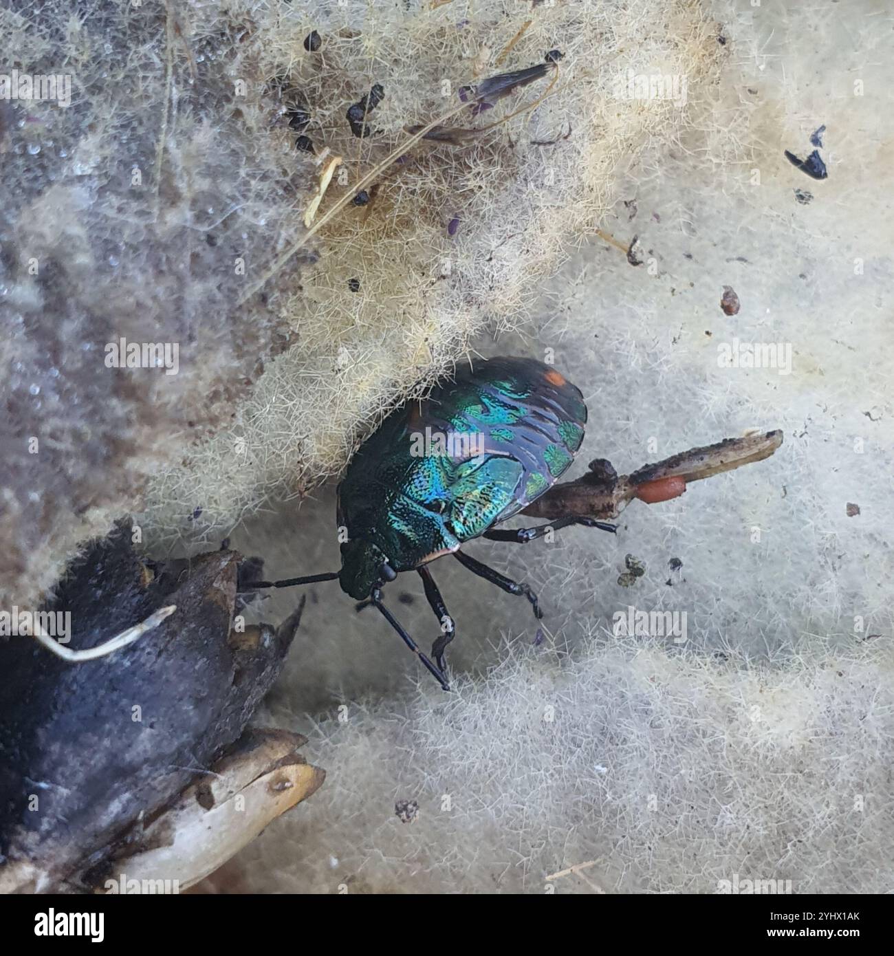 Brown soldier bug (Cermatulus nasalis Stock Photo - Alamy