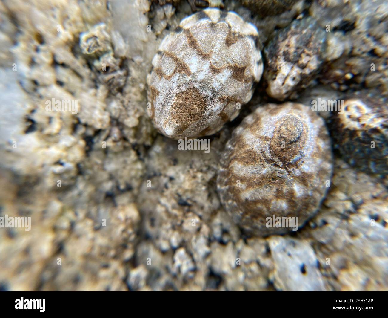 True Limpets (Patellogastropoda Stock Photo - Alamy