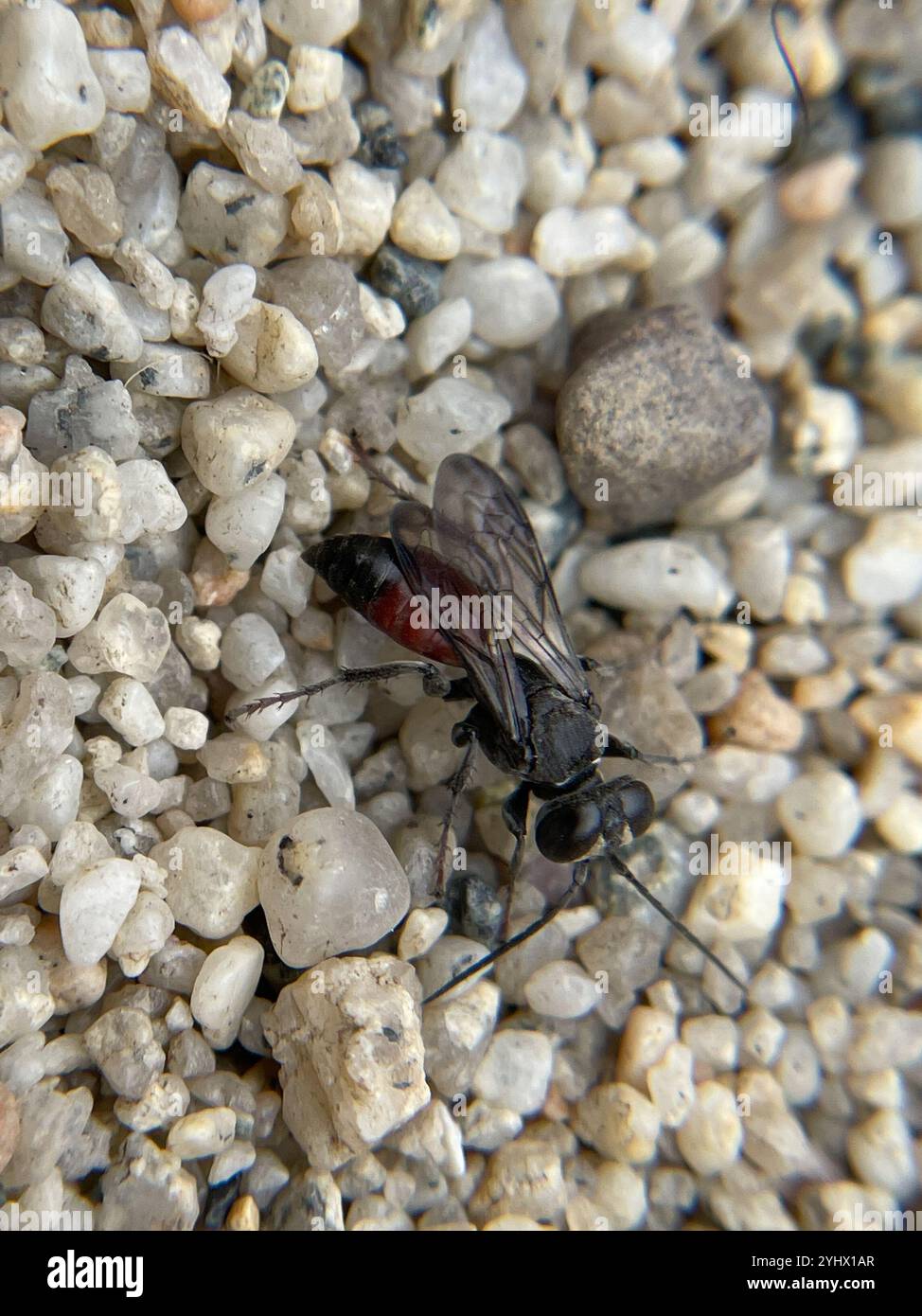 Square-headed Wasps, Sand Wasps, and Allies (Crabronidae Stock Photo ...