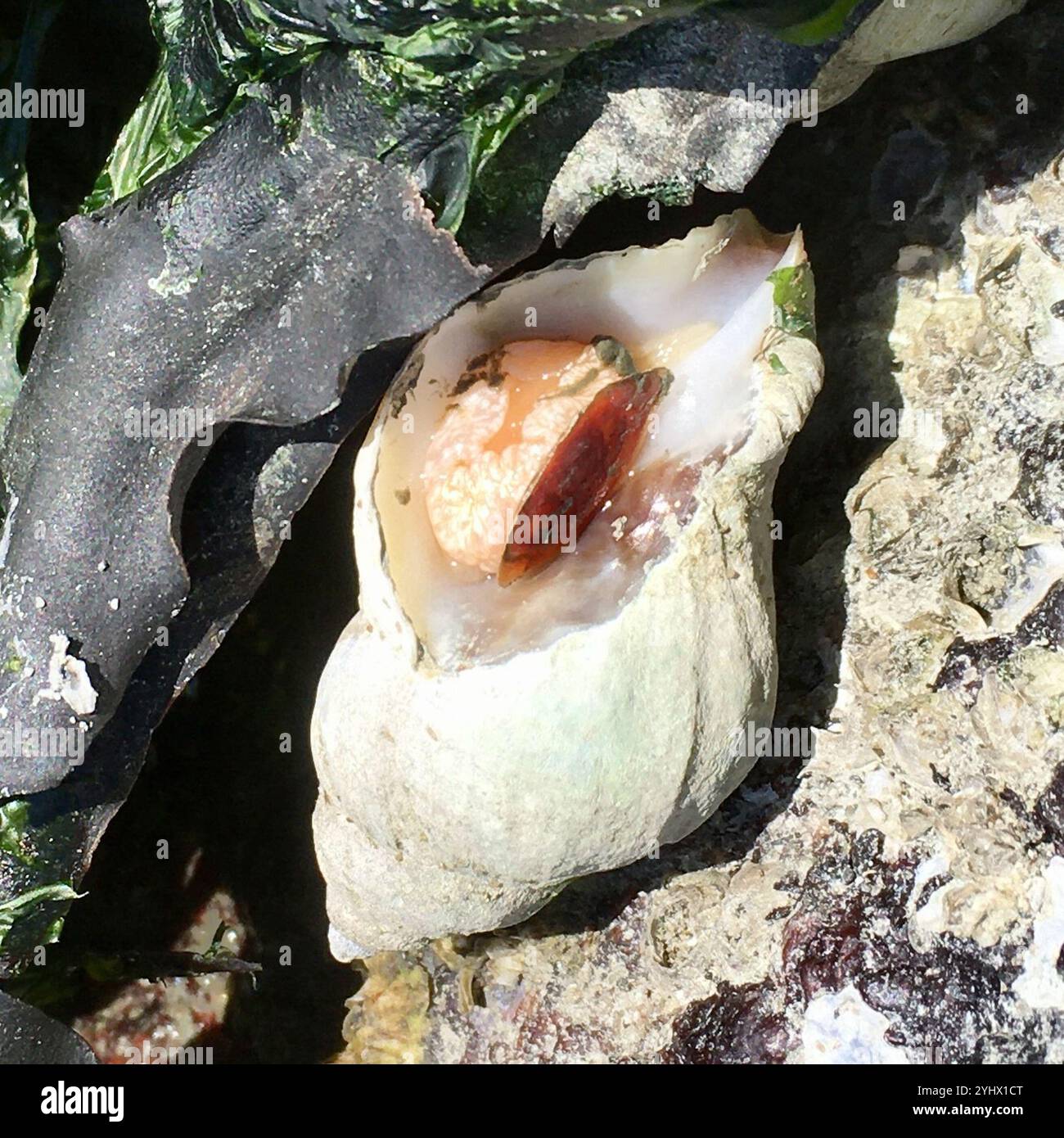 Frilled Dogwinkle (Nucella lamellosa Stock Photo - Alamy