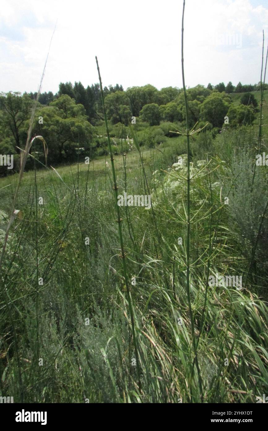 Branched Horsetail (Equisetum ramosissimum Stock Photo - Alamy
