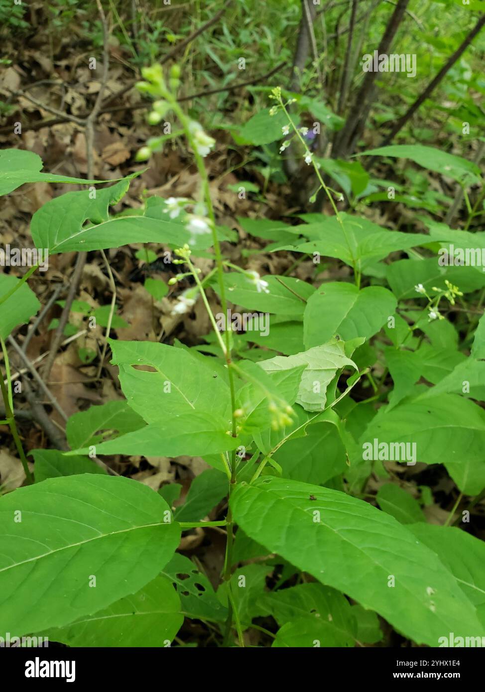 broadleaf enchanter's nightshade (Circaea canadensis Stock Photo - Alamy