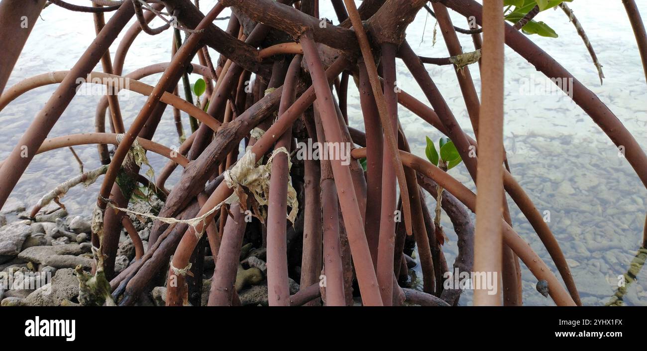 red mangrove (Rhizophora mangle Stock Photo - Alamy