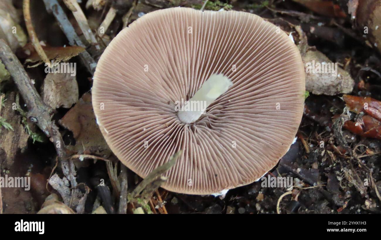 Pale Brittlestem (Candolleomyces candolleanus Stock Photo - Alamy