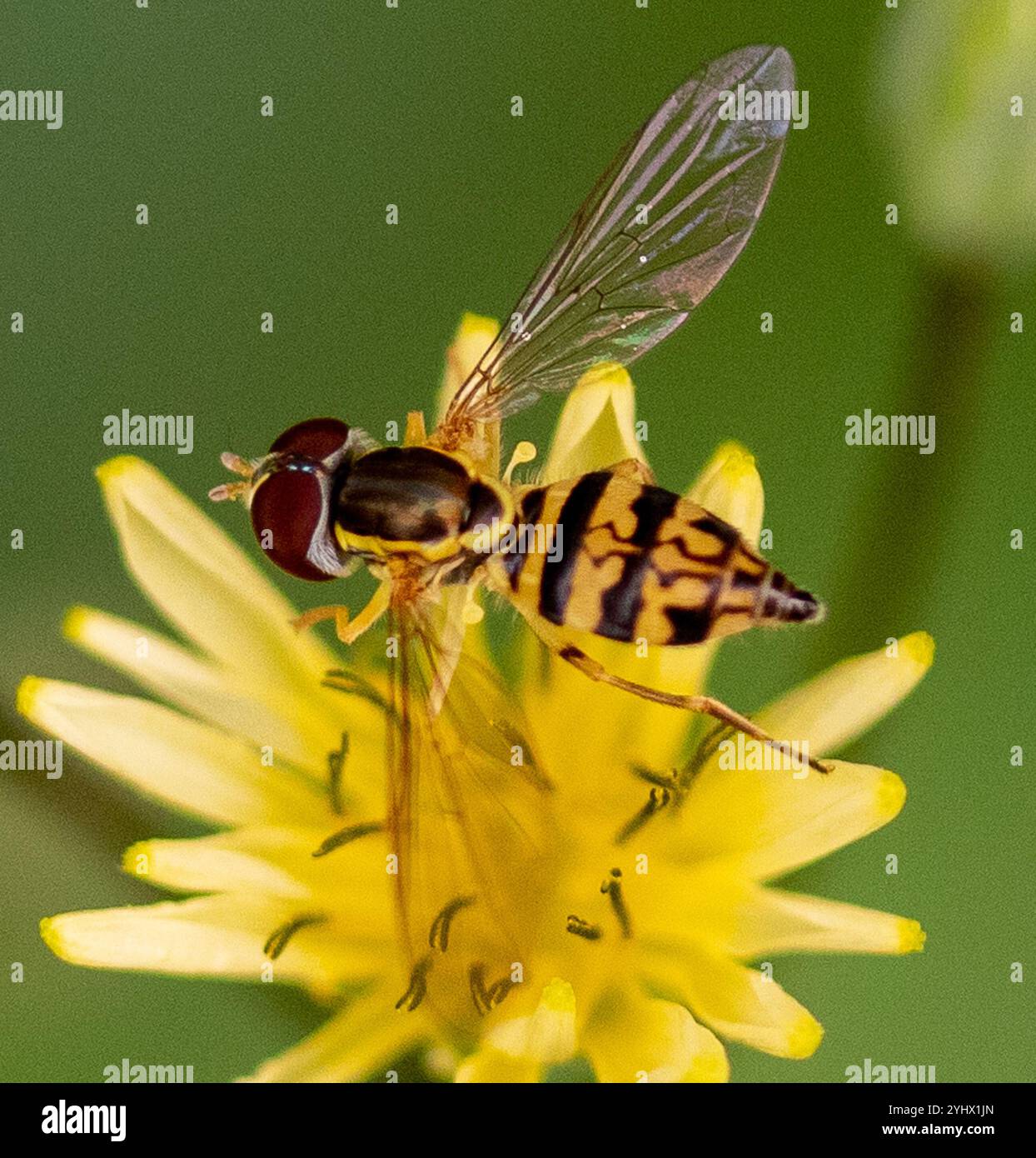 Eastern Calligrapher (Toxomerus geminatus Stock Photo - Alamy