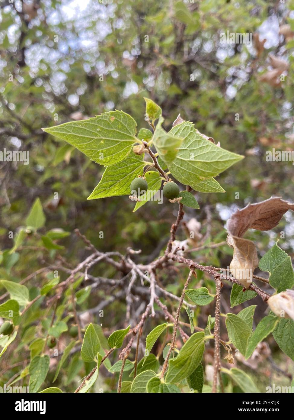 netleaf hackberry (Celtis reticulata Stock Photo - Alamy