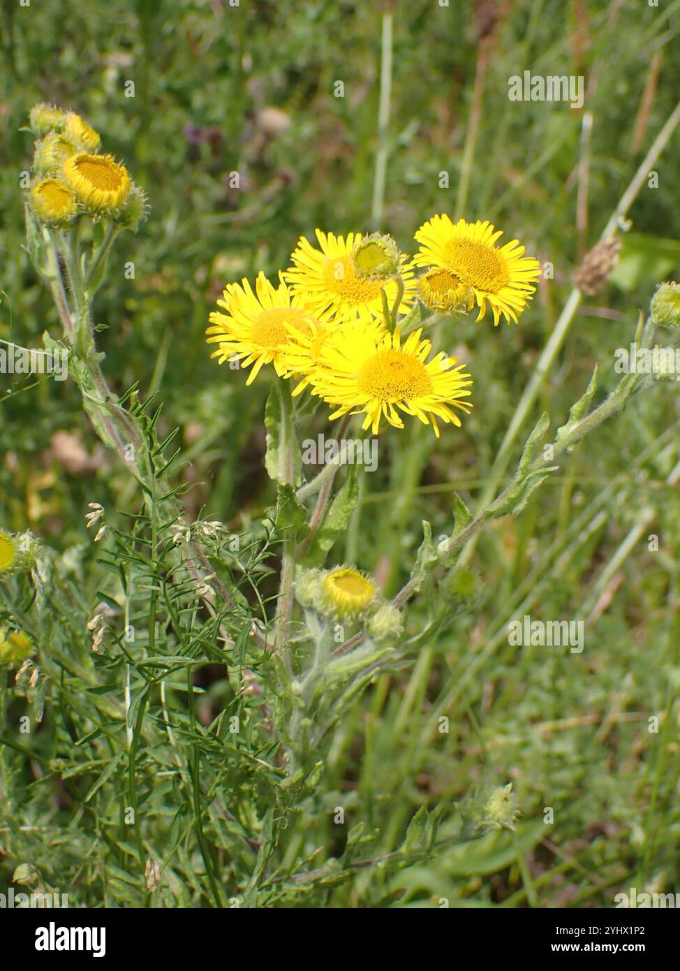 Common Fleabane (Pulicaria dysenterica Stock Photo - Alamy
