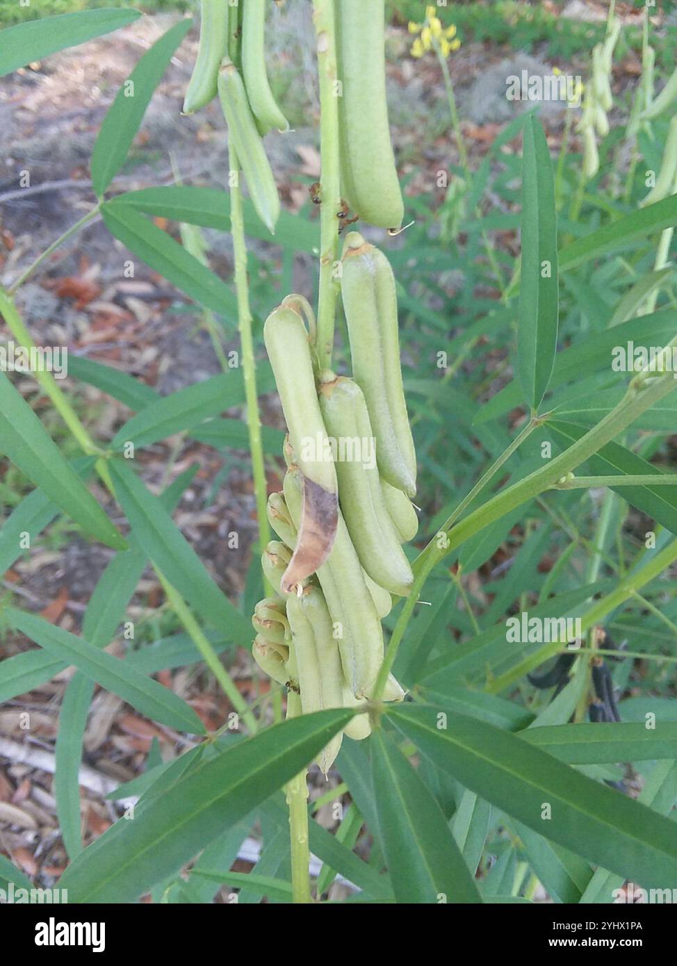 lanceleaf rattlebox (Crotalaria lanceolata Stock Photo - Alamy