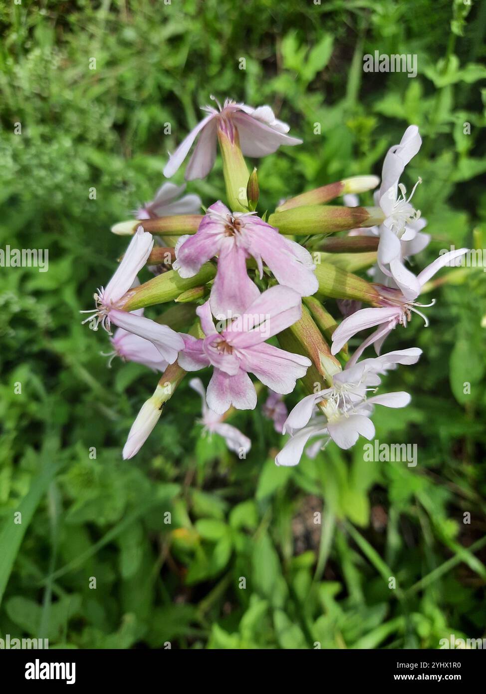 common soapwort (Saponaria officinalis Stock Photo - Alamy