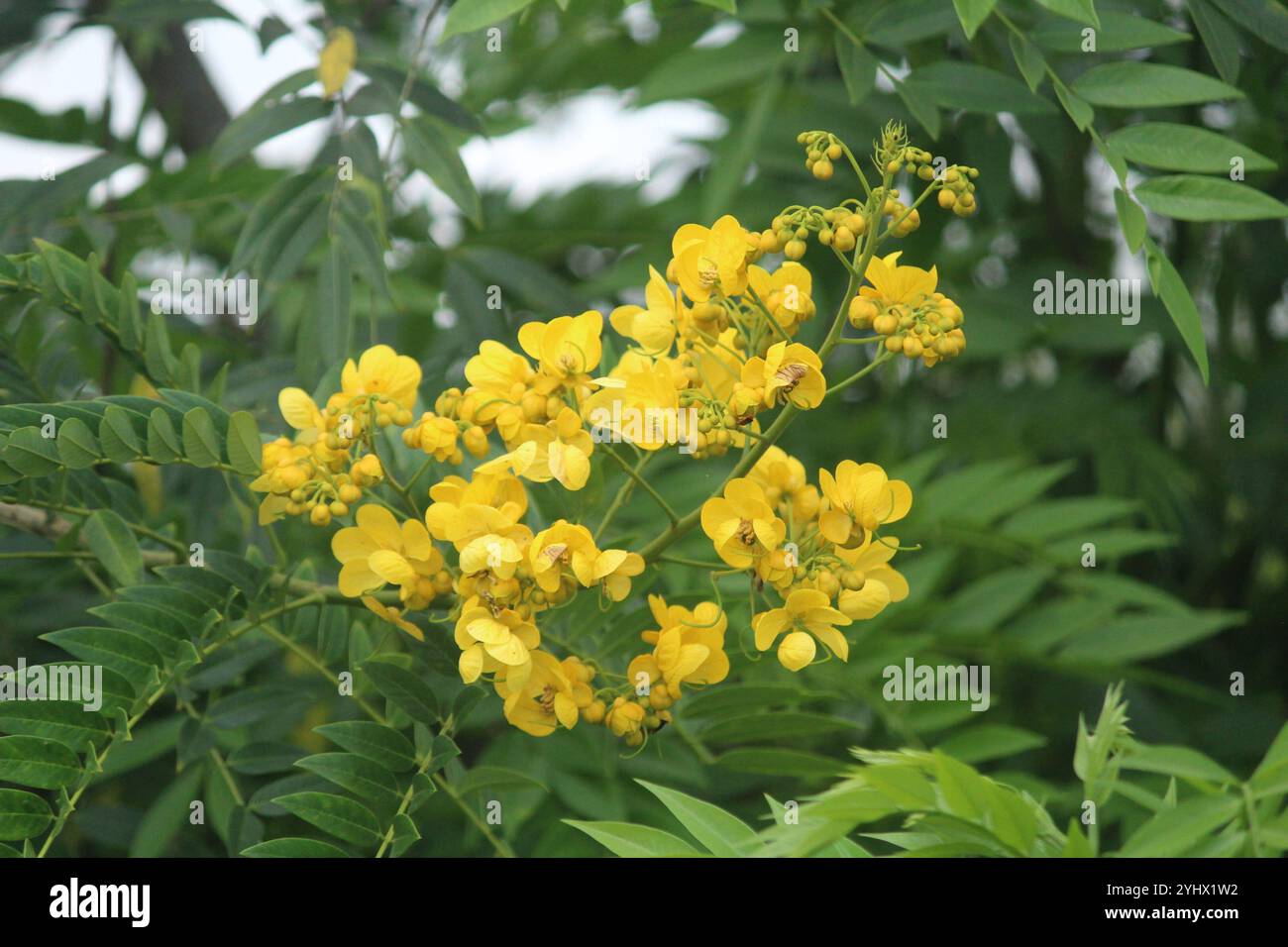 whitebark senna (Senna spectabilis Stock Photo - Alamy