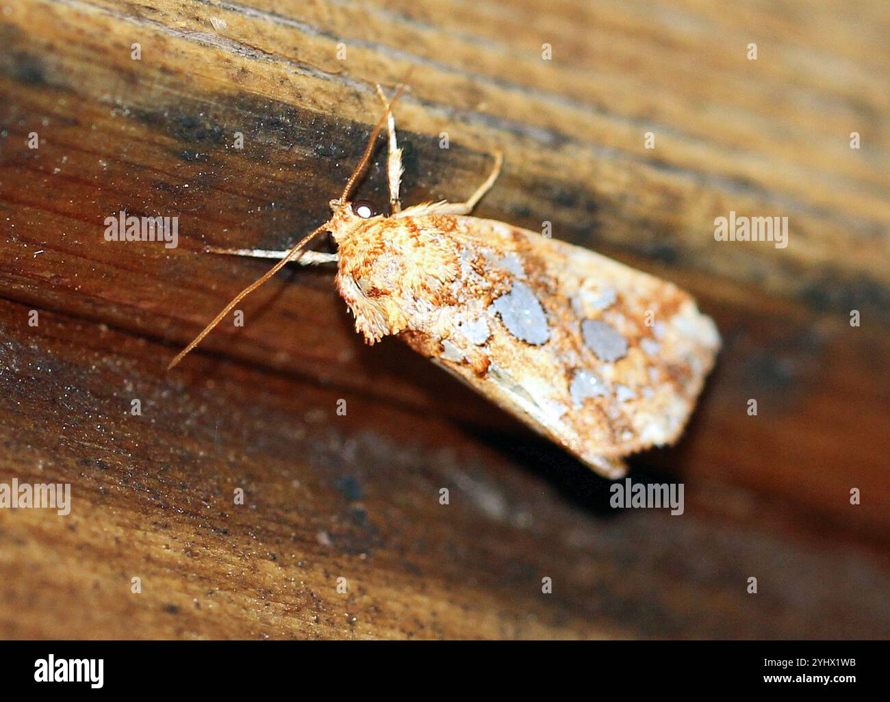Callopistria cordata hi-res stock photography and images - Alamy