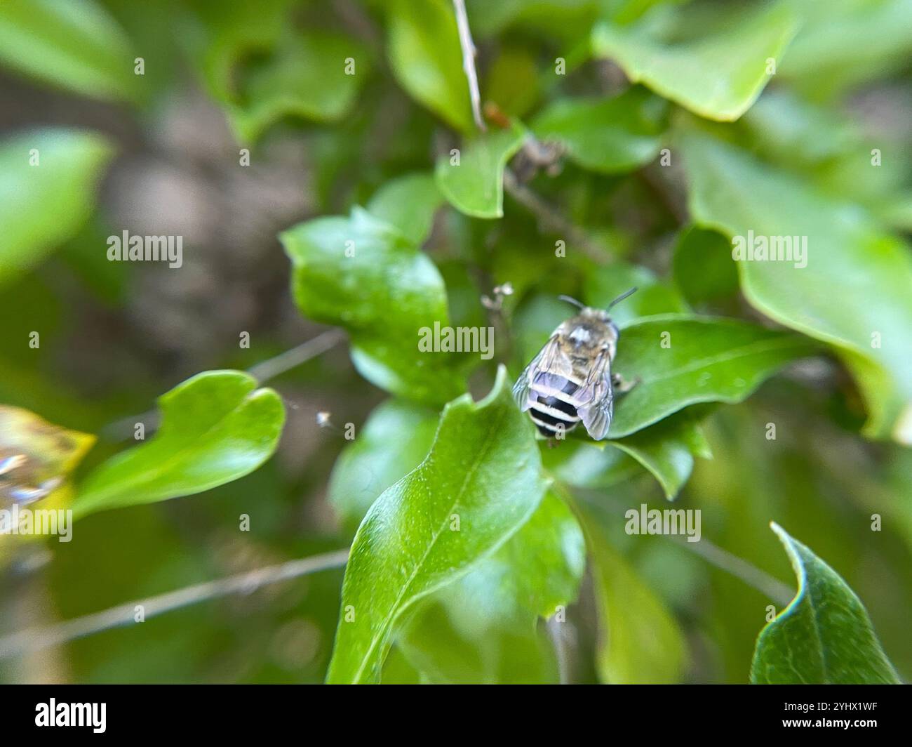 Urbane Digger Bee (Anthophora urbana Stock Photo - Alamy