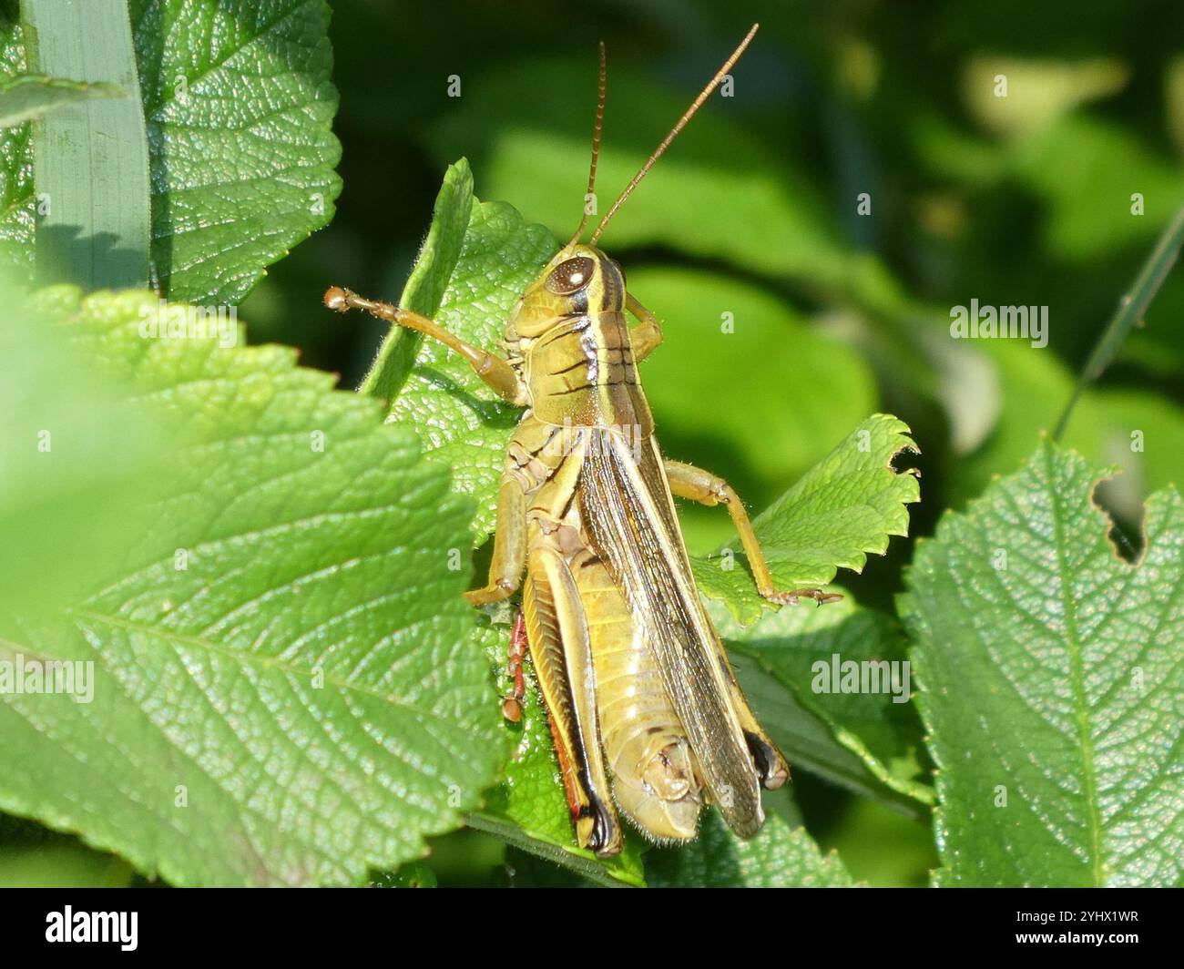 Two-striped Grasshopper (Melanoplus bivittatus Stock Photo - Alamy