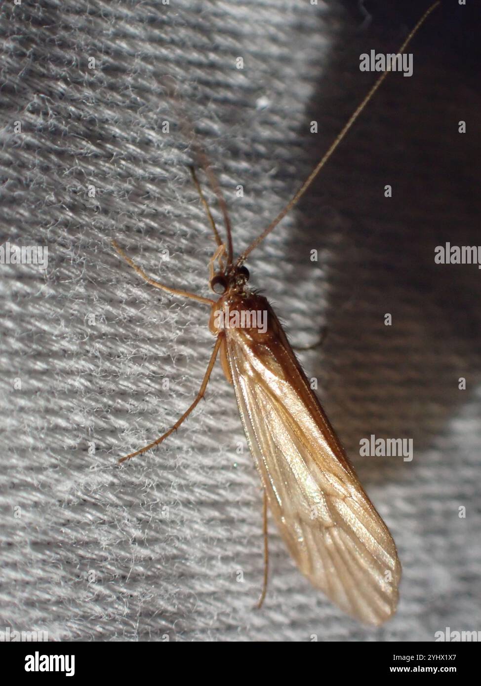 Northern caddisflies hi-res stock photography and images - Alamy