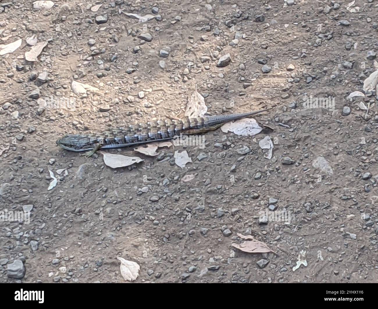 California Alligator Lizard (Elgaria multicarinata multicarinata Stock ...