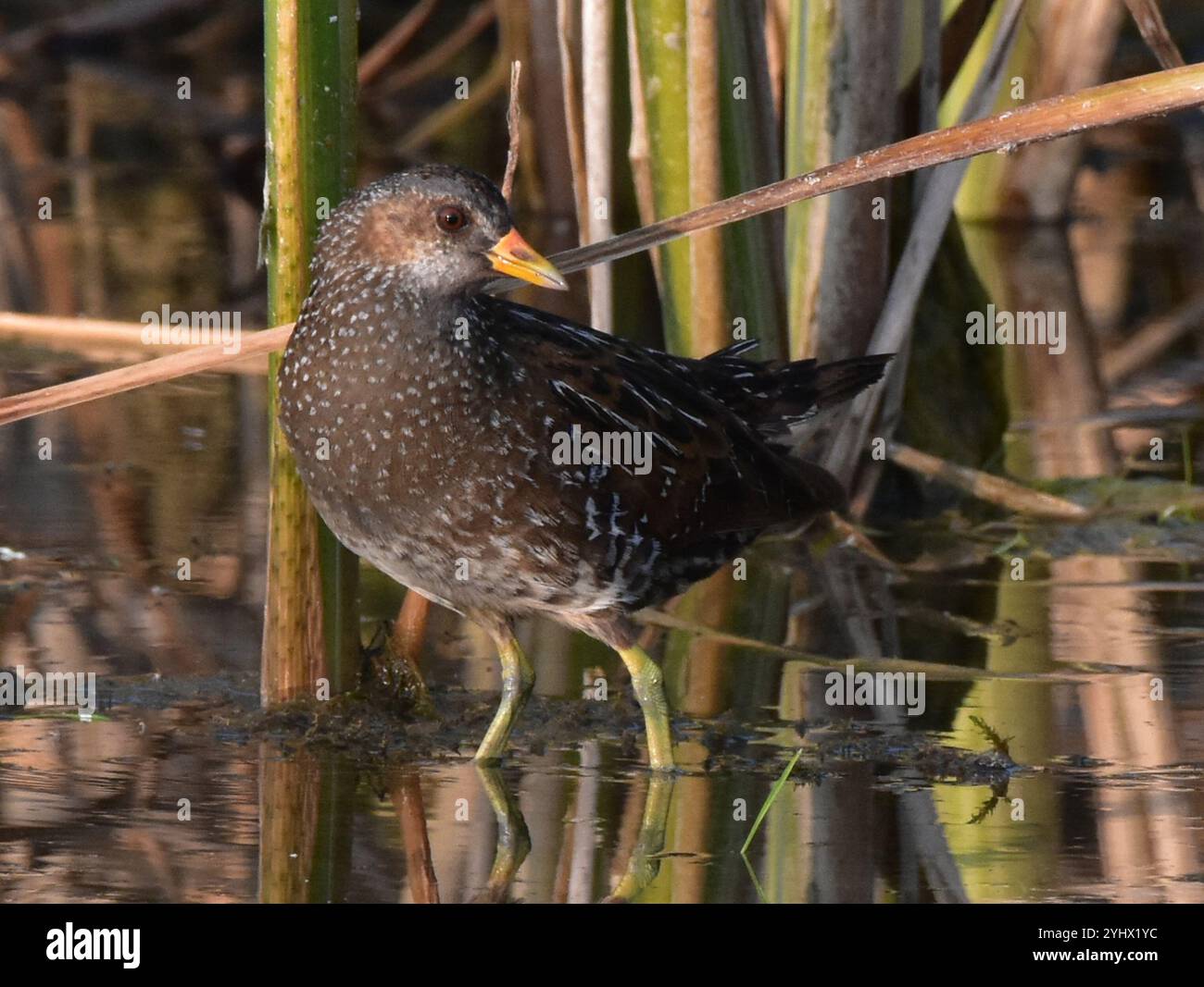 Spotted Crake (Porzana porzana Stock Photo - Alamy